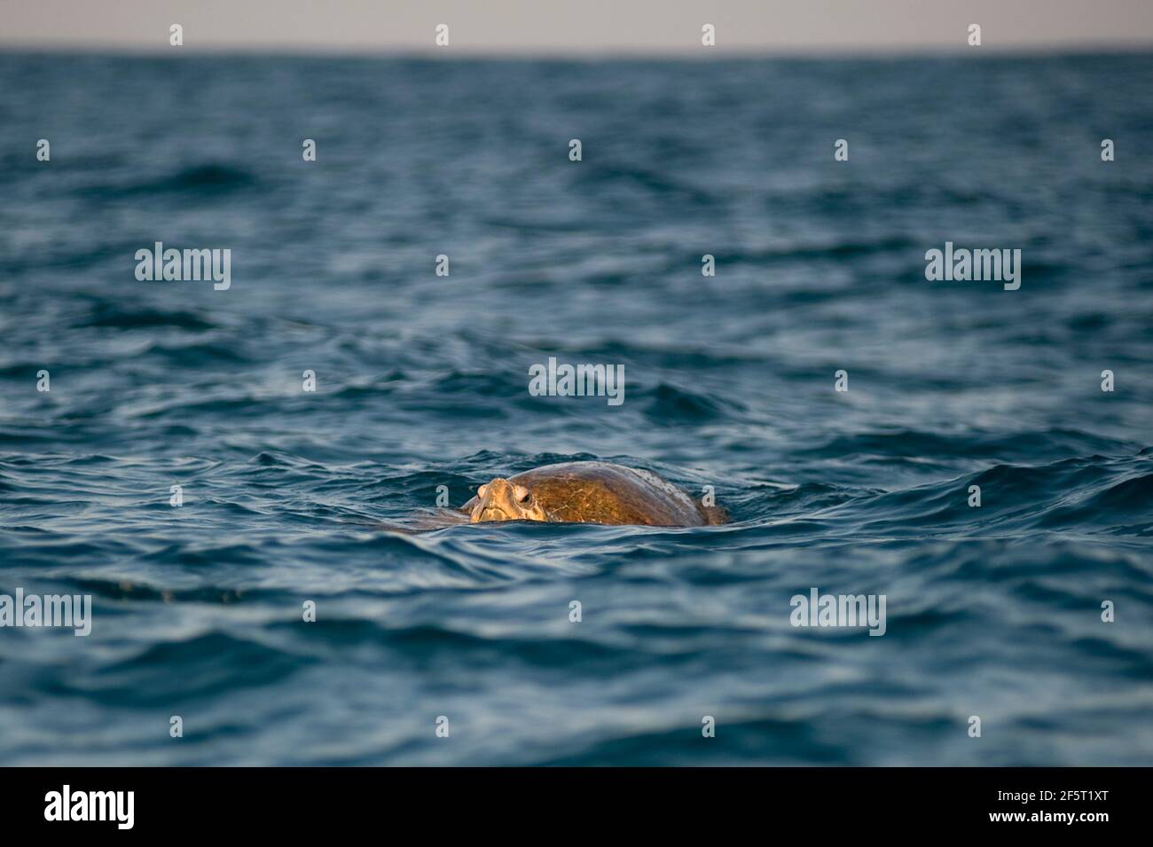 Sea Turtle, Cheloniidae Family, swimming, Port St Johns, Wild Coast ...