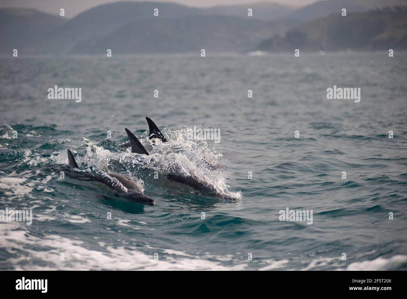 Long-beaked Common Dolphins, Delphinus capensis, swimming, Port St ...