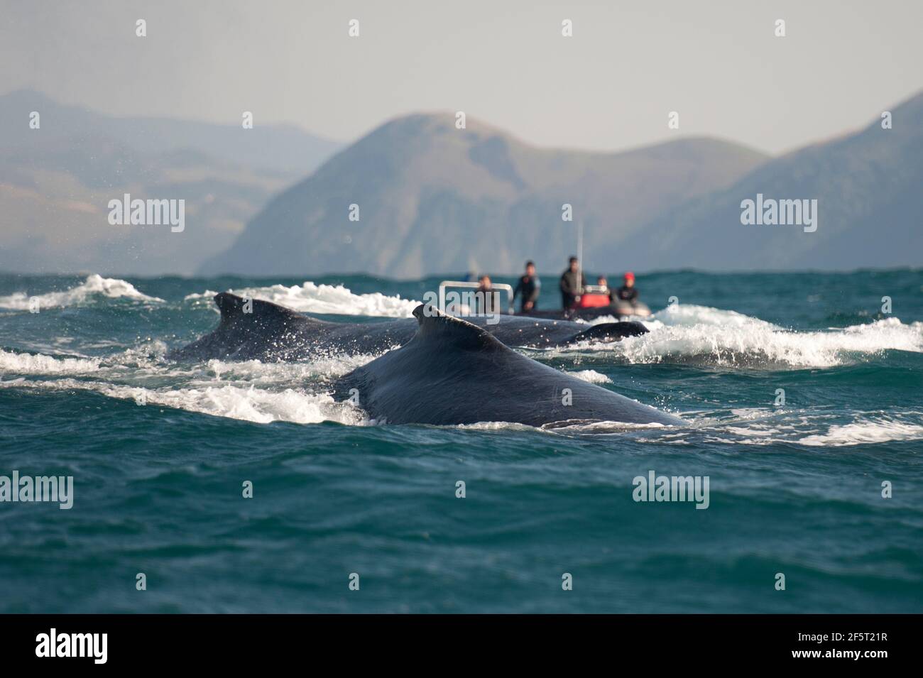 Pair of Humpback Whales, Megaptera novaeangliae, on heat run with boat ...