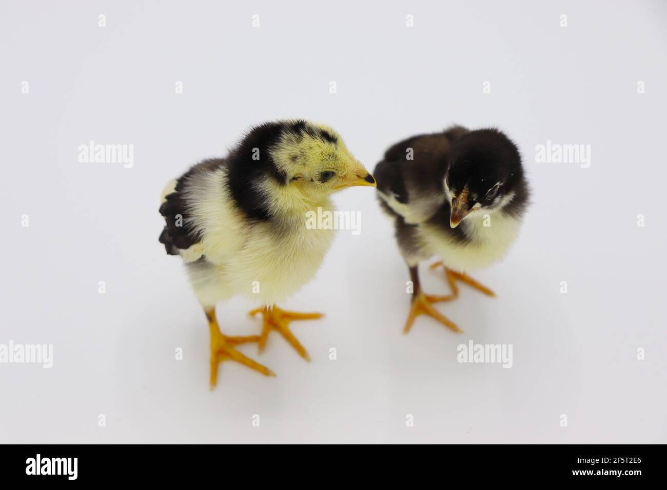 Two little chicks isolated on white background, Hen chicks Stock Photo ...