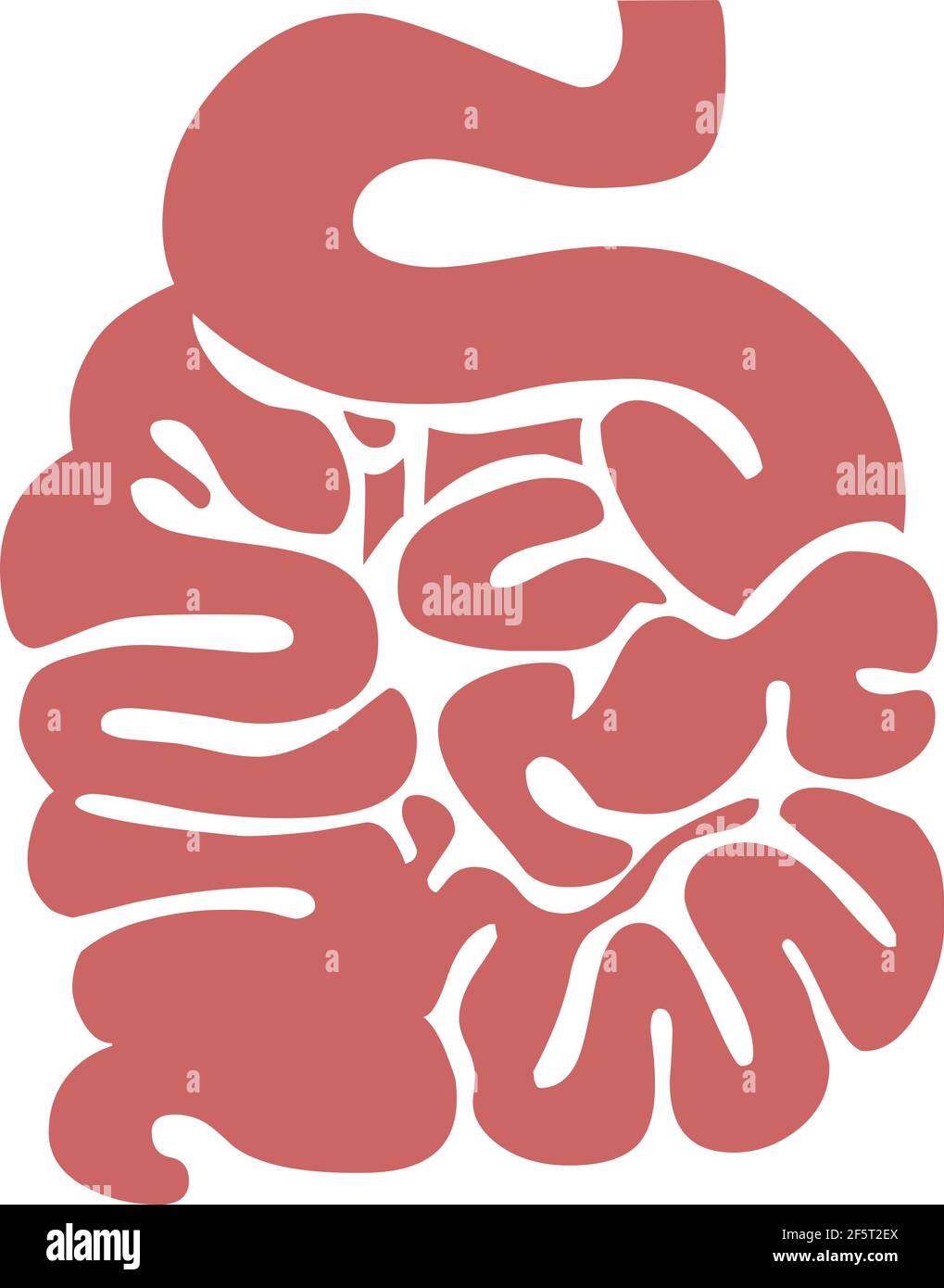 Small intestine illustration logo icon vector isolated on white ...