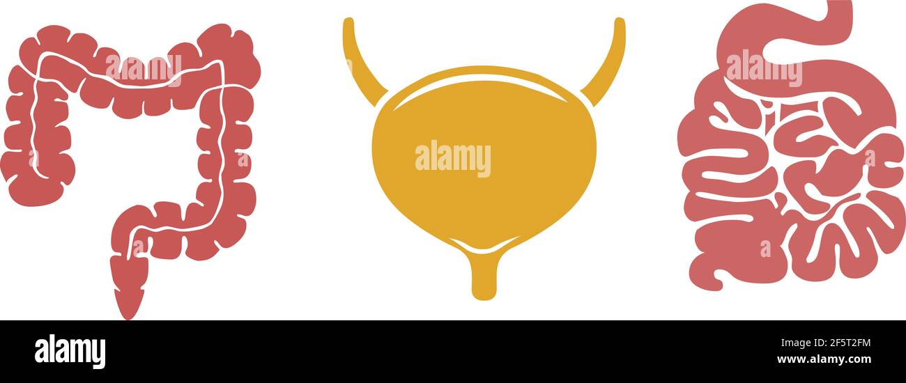 Human internal organs large intestine bladder small intestine vector ...