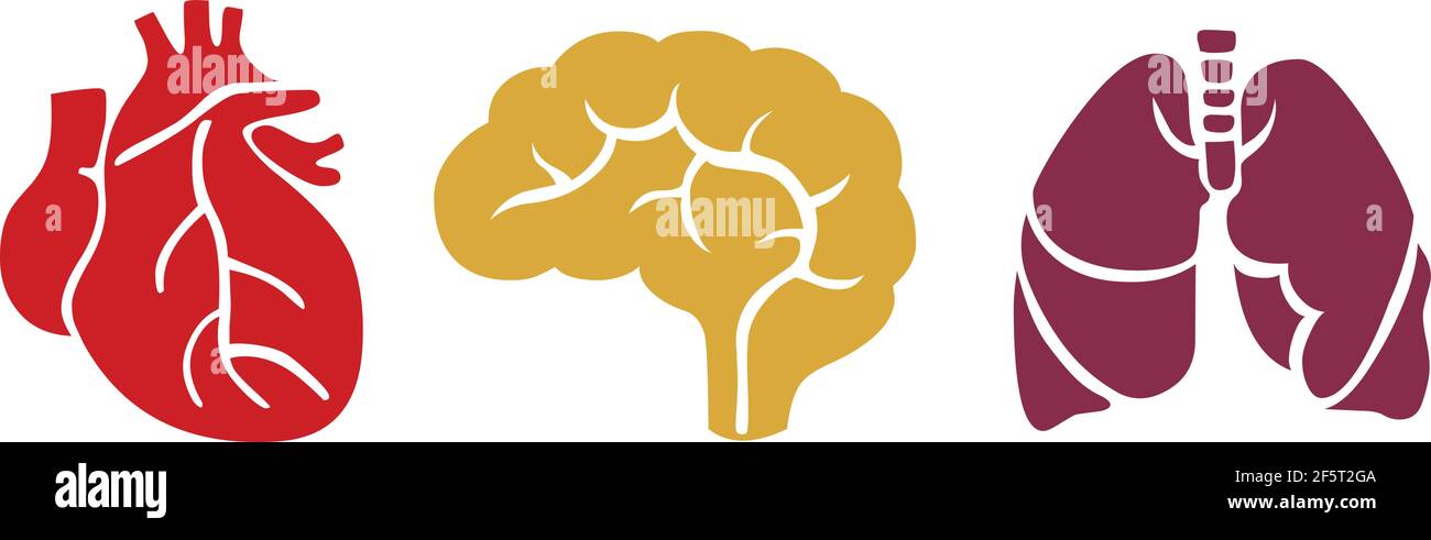 Human internal organs hi-res stock photography and images - Alamy