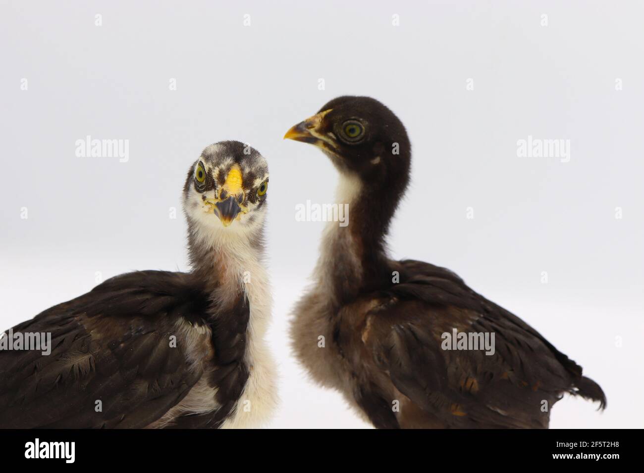 Two little chicks isolated on white background, Hen chicks Stock Photo ...