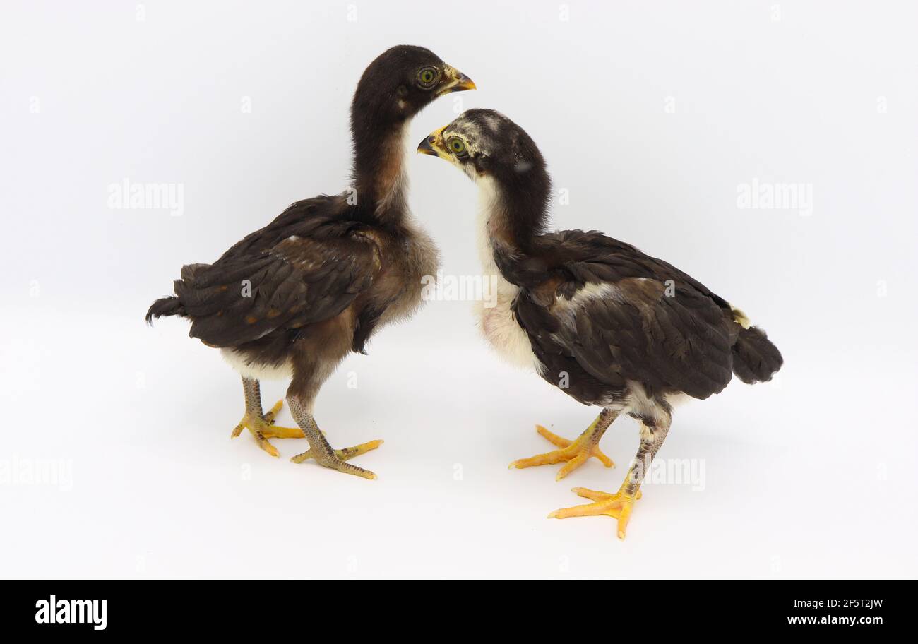 Two little chicks isolated on white background, Hen chicks Stock Photo ...