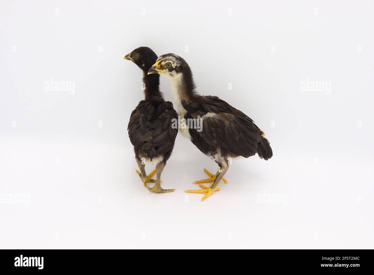 Two little chicks isolated on white background, Hen chicks Stock Photo ...