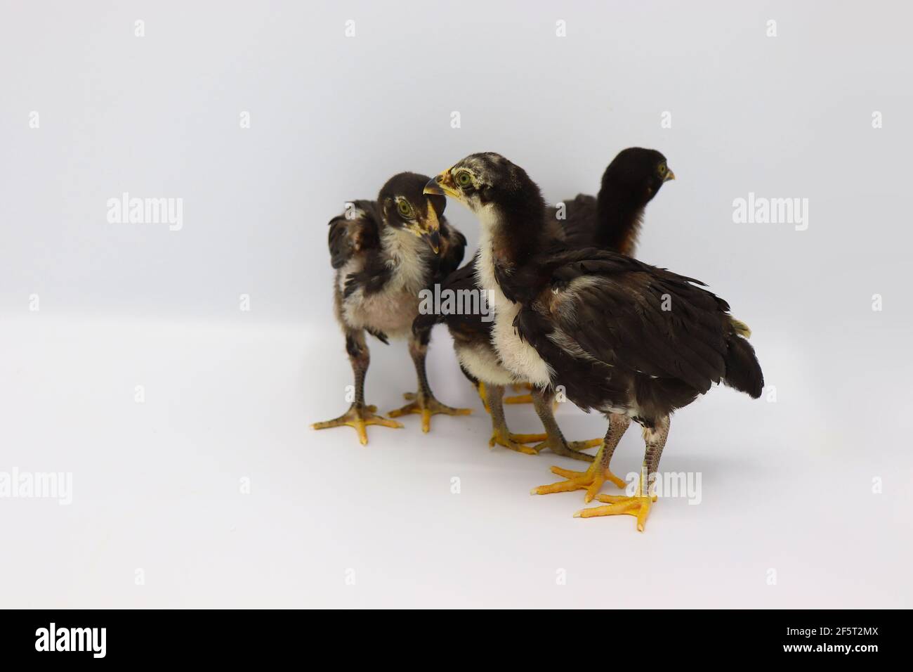 Two little chicks isolated on white background, Hen chicks Stock Photo ...