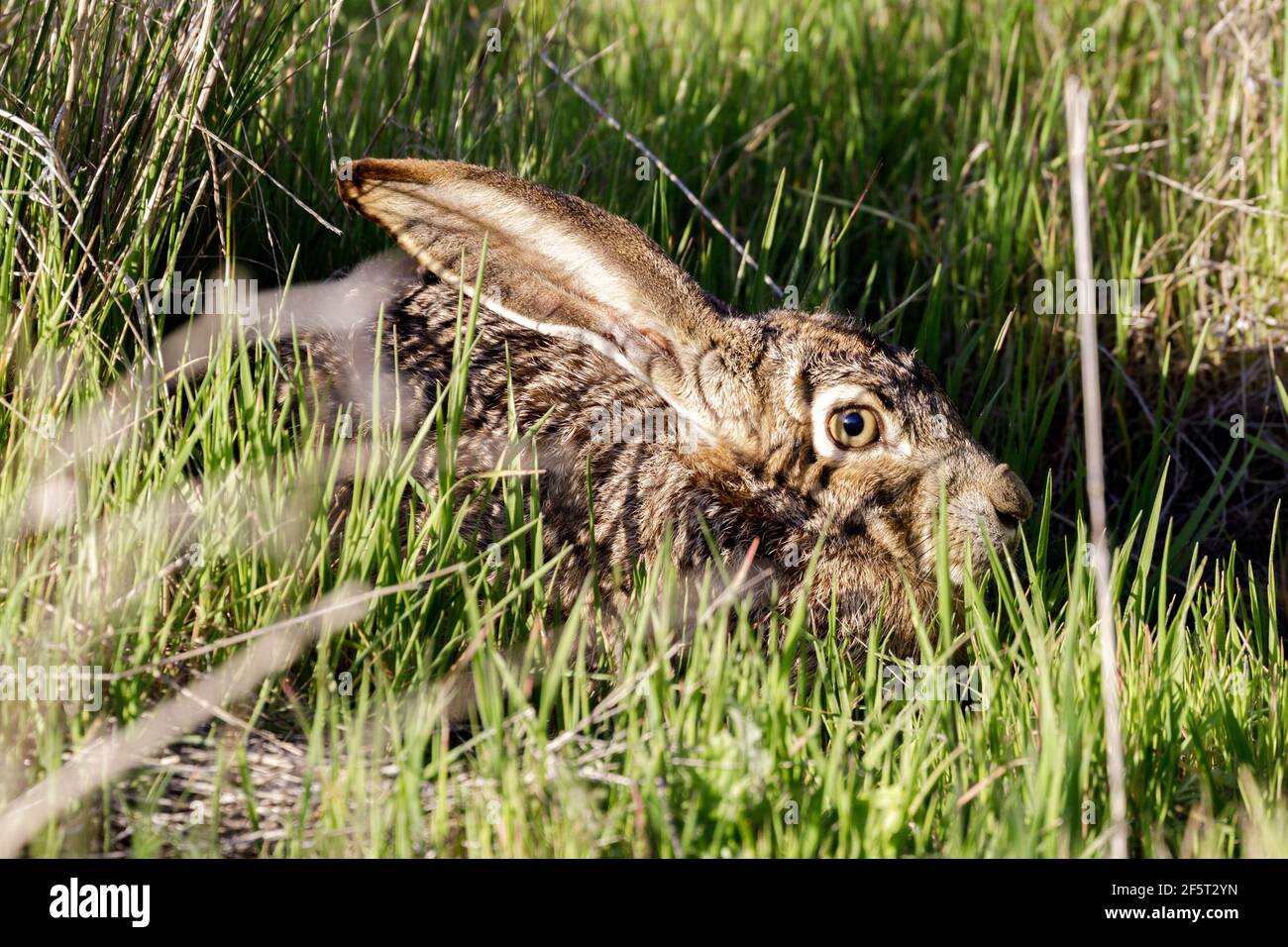 Black tailed jackrabbit american desert hare hi-res stock photography ...