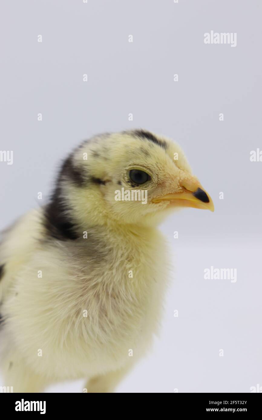 Beautiful black little chick isolated on the white Stock Photo - Alamy