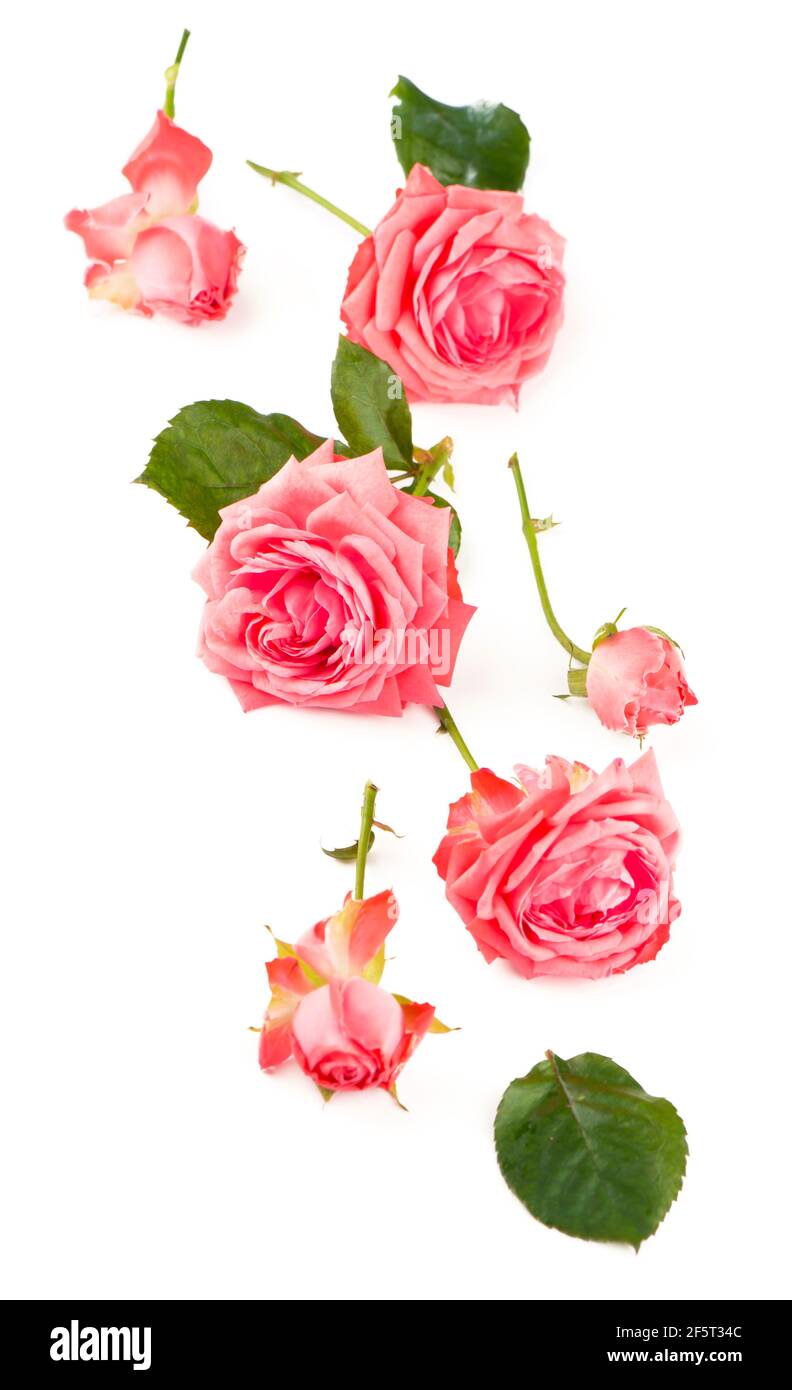 the pink rose flower on white background Stock Photo - Alamy