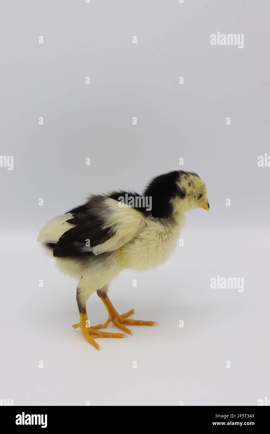 Beautiful black little chick isolated on the white Stock Photo - Alamy