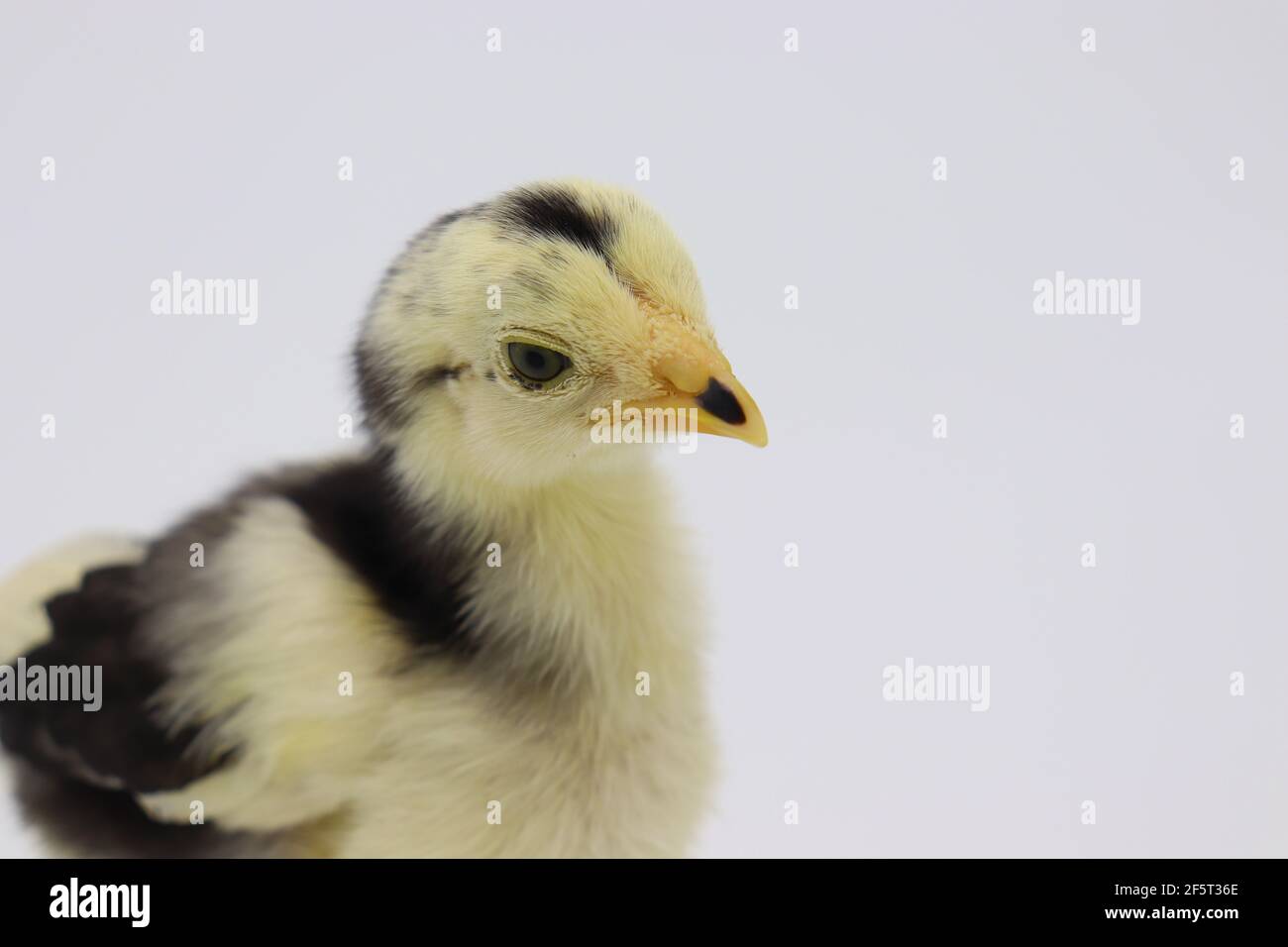 Chicken black white chicks hi-res stock photography and images - Alamy