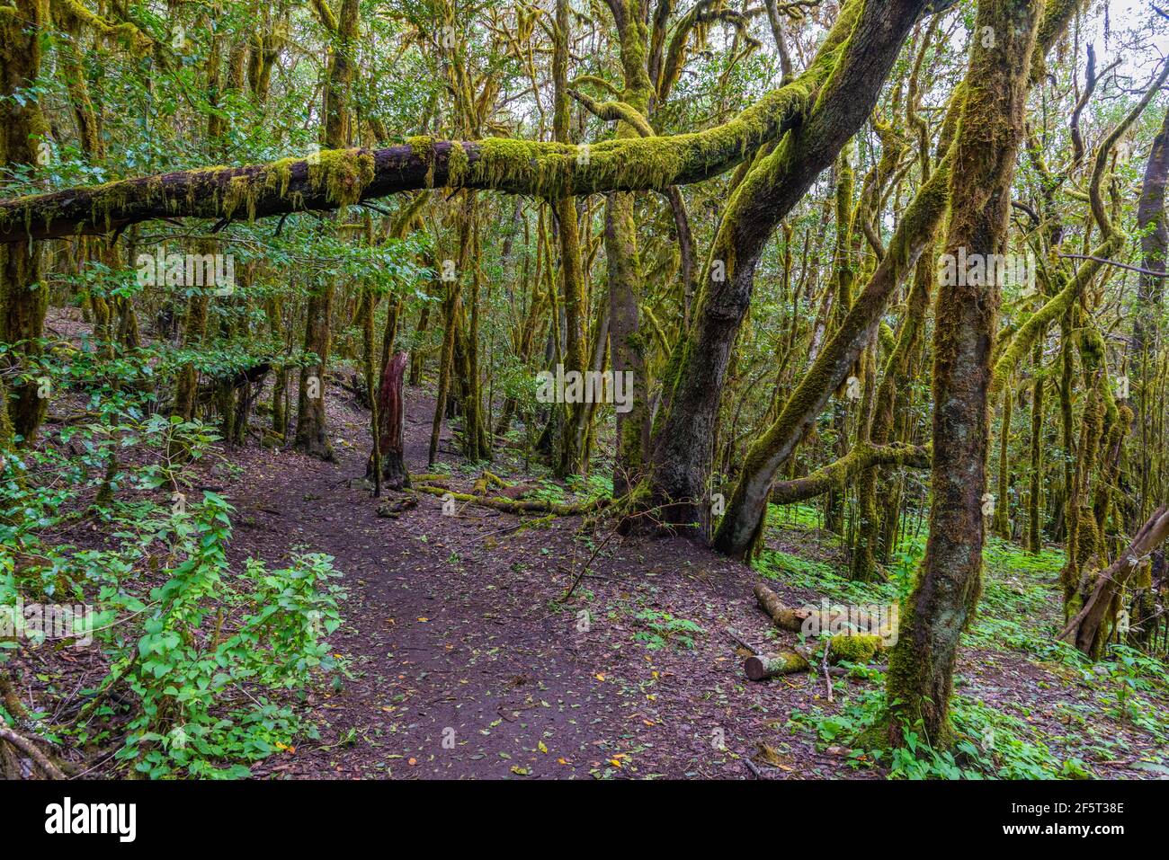 Laurisilva rainforest at Garajonay national park at La Gomera, Canary ...
