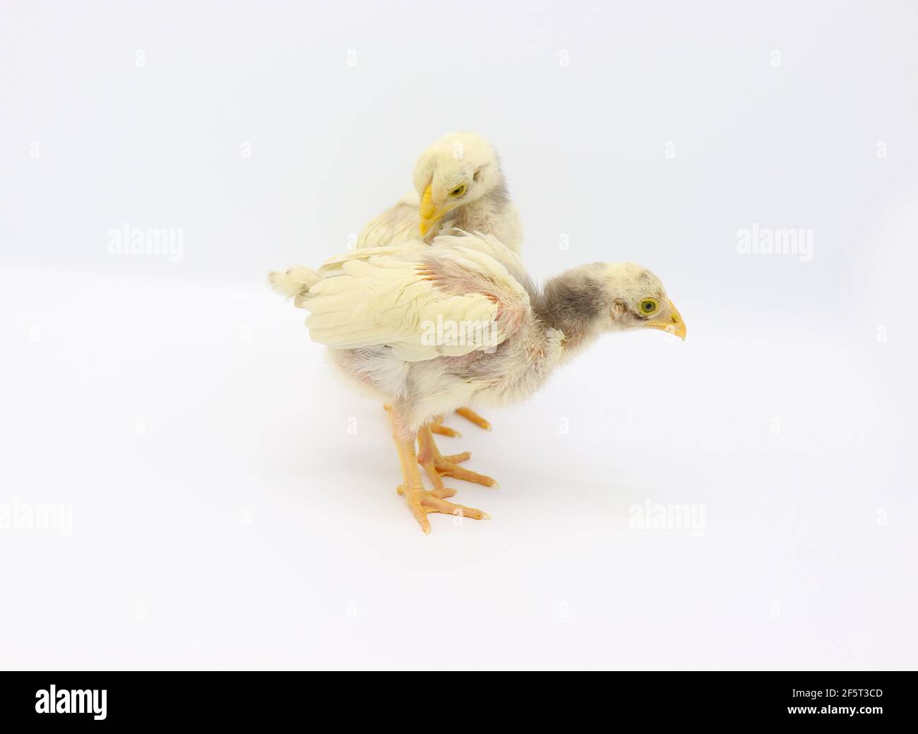 Two little chicks isolated on white background, Hen chicks Stock Photo ...