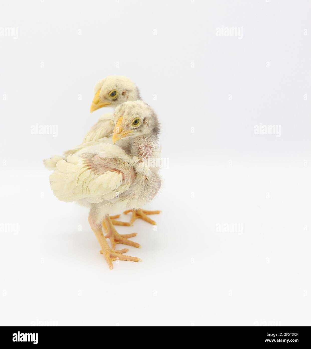 Two little chicks isolated on white background, Hen chicks Stock Photo ...