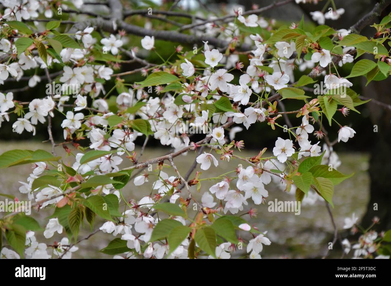 PRUNUS TAI HAKU or Great White Cherry tree. Springtime blossom Stock ...
