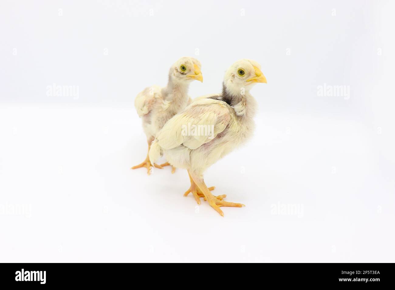Two little chicks isolated on white background, Hen chicks Stock Photo ...