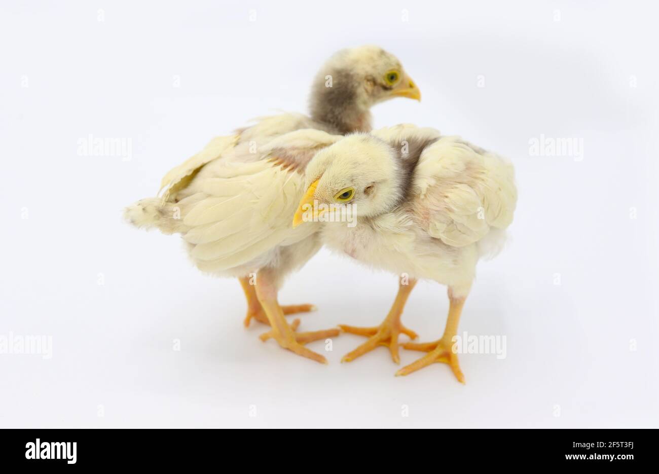 Two little chicks isolated on white background, Hen chicks Stock Photo ...