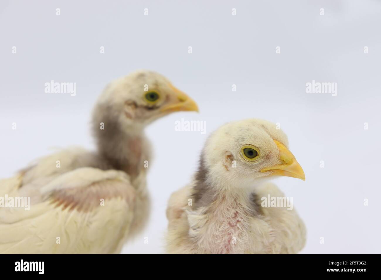 Two little chicks isolated on white background, Hen chicks Stock Photo ...