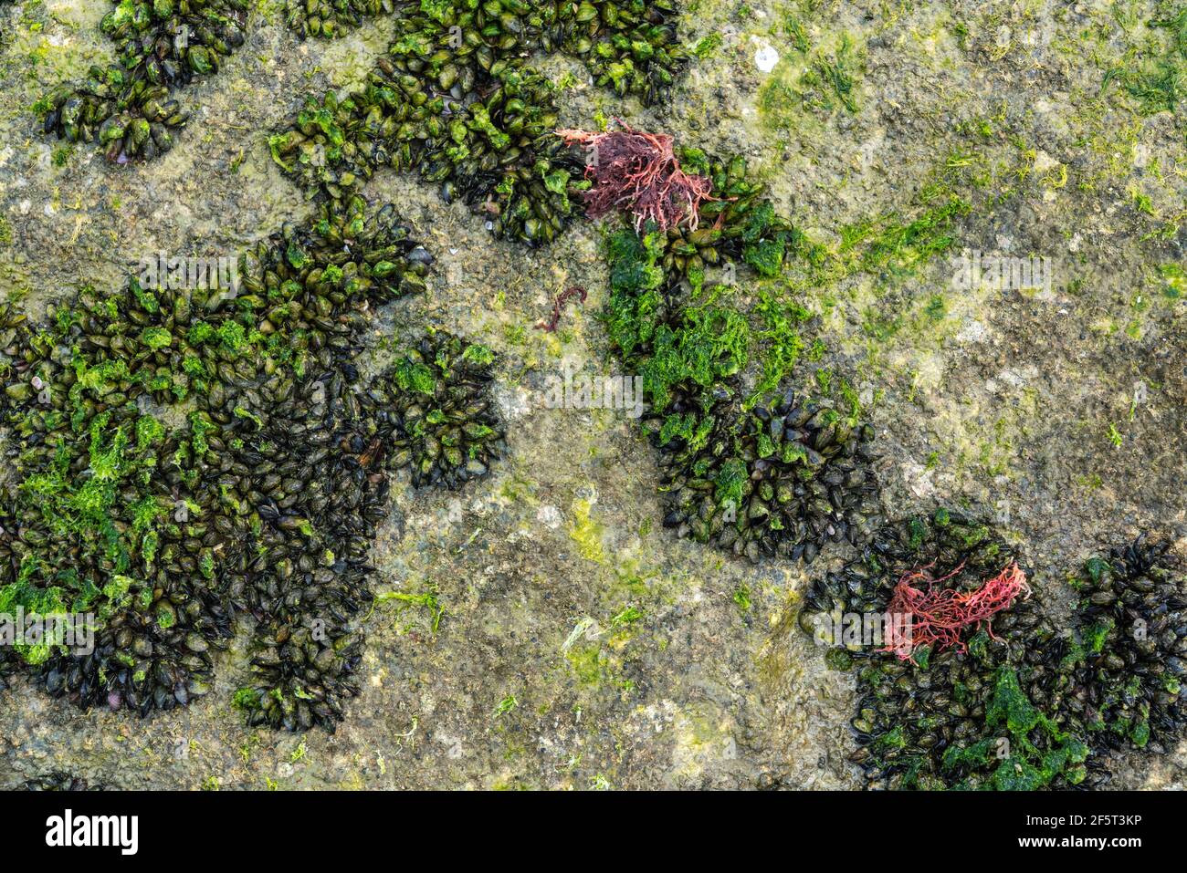 Shell colony hi-res stock photography and images - Alamy