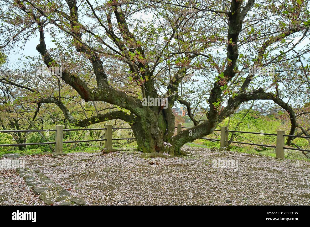 Centennial cherry tree hi-res stock photography and images - Alamy
