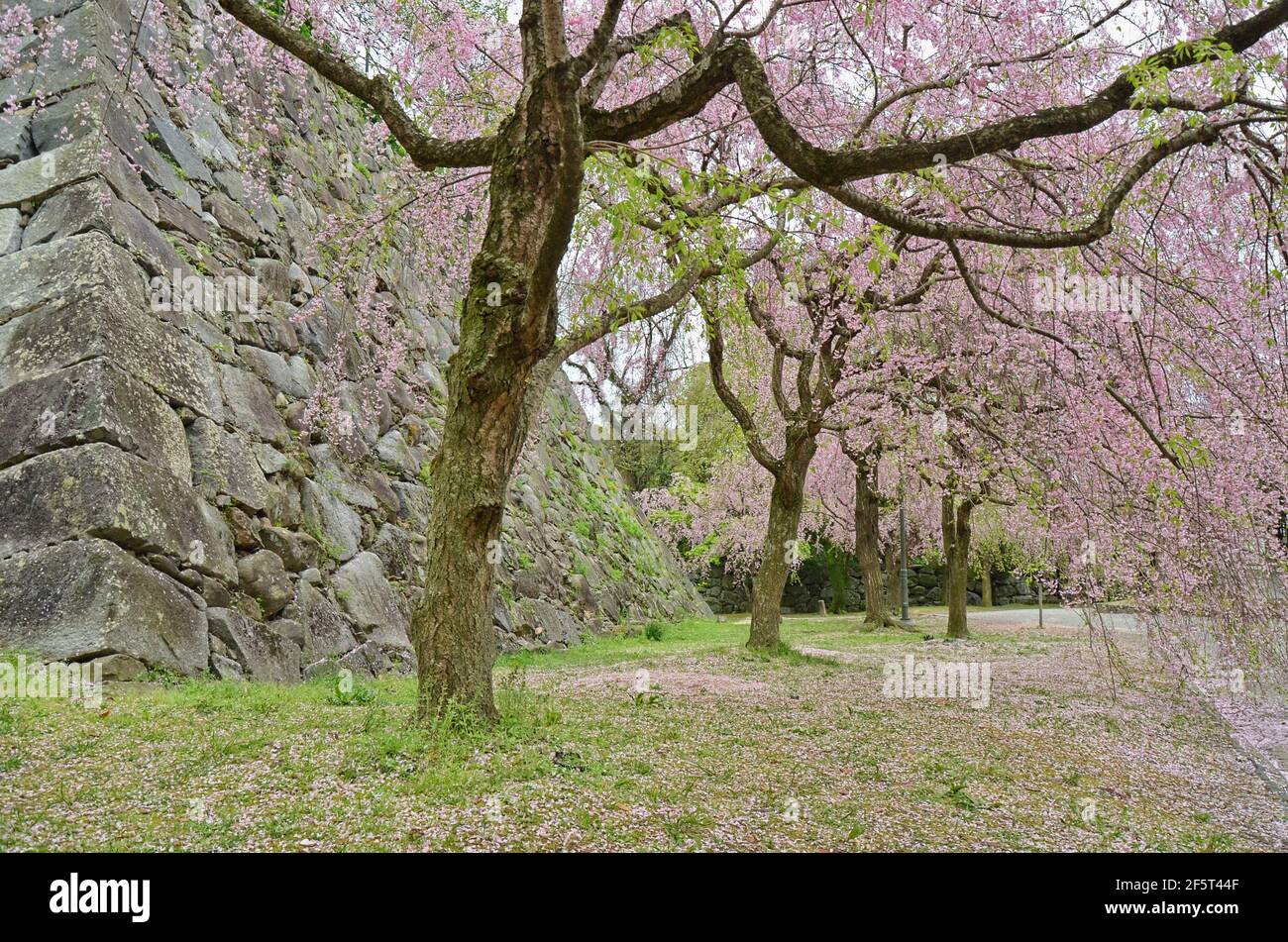 The ruins of Fukuoka Castle are located in Maizuru Park, named after ...
