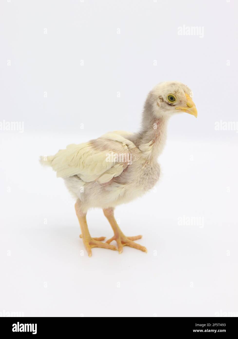 Beautiful little chick isolated on the white Stock Photo - Alamy