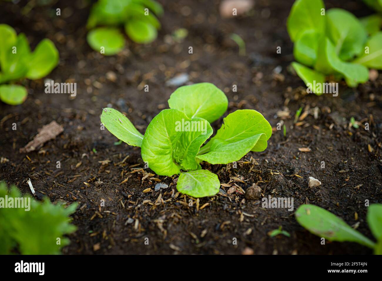 Sprout of growing vegetables plants garden at backyard for safety non ...