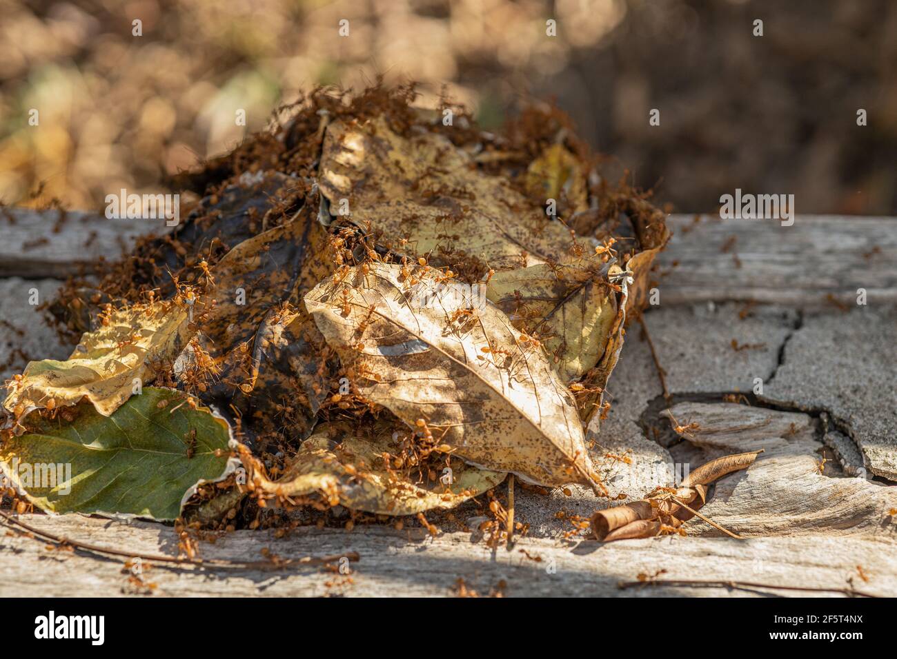 Leafcutter ant nest hi-res stock photography and images - Alamy