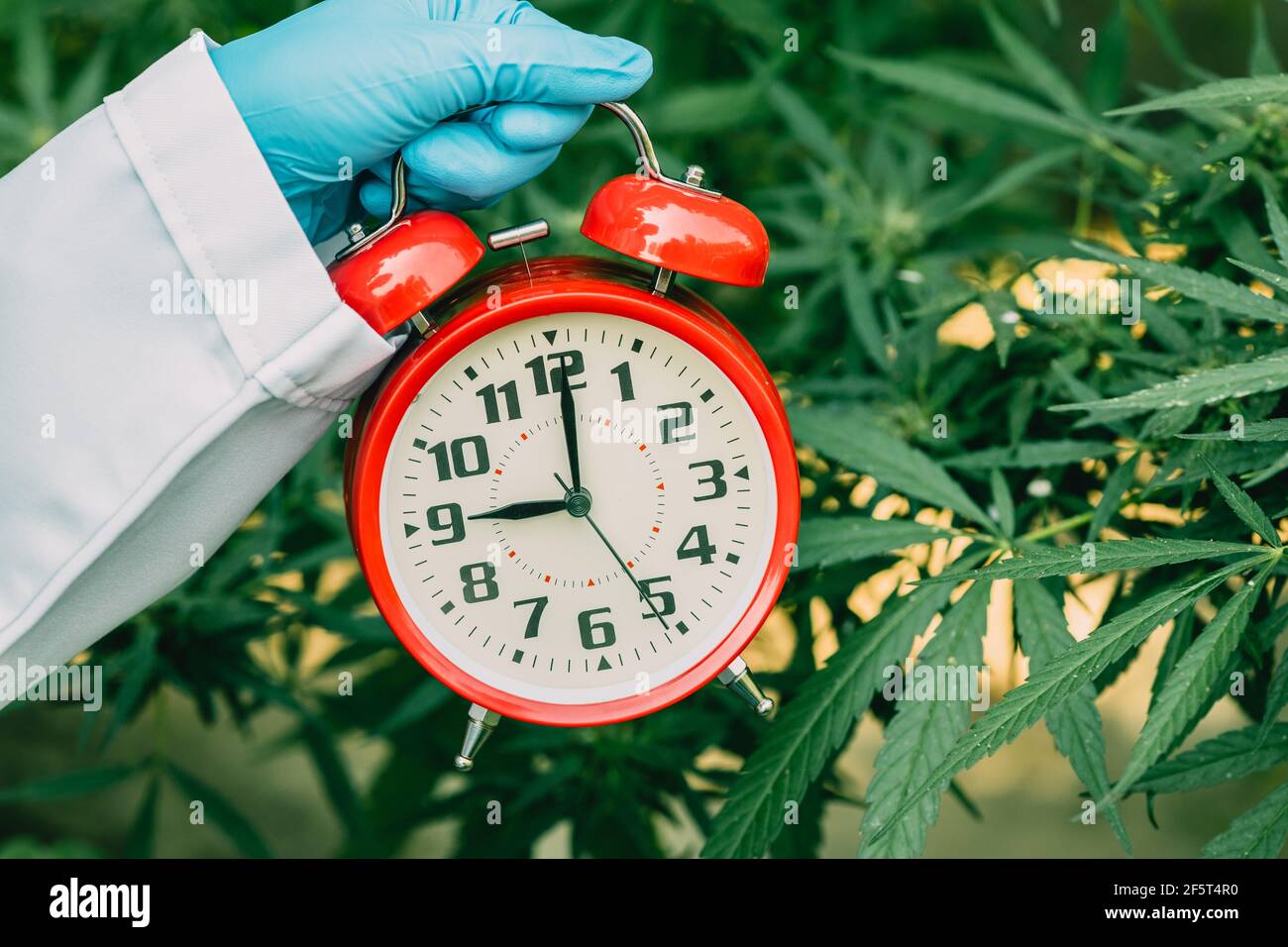 Times clock with Sativa Cannabis Marijuana plant leaves or Hemp for ...