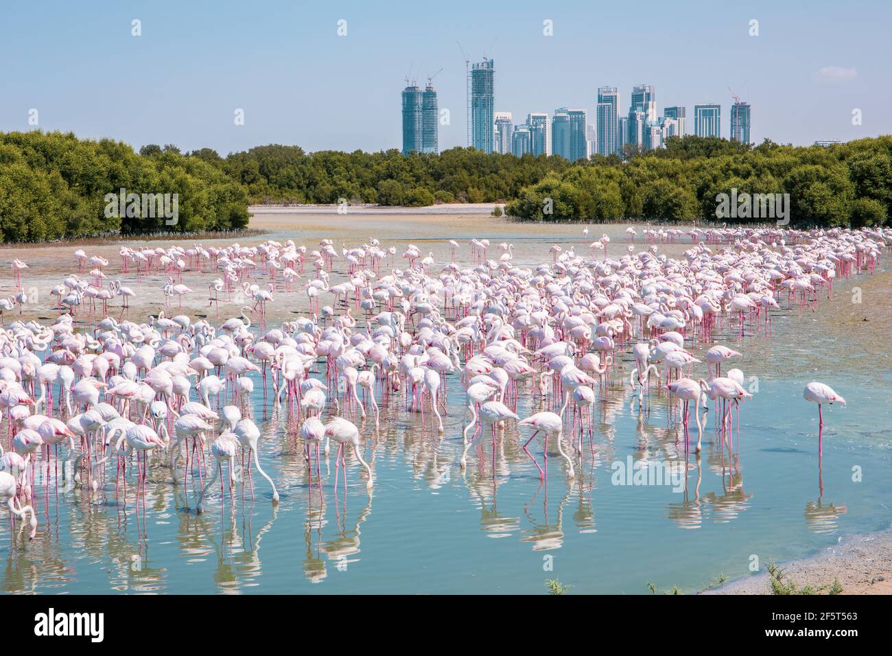 Thousands of Greater Flamingos (Phoenicopterus roseus) at Ras Al Khor ...