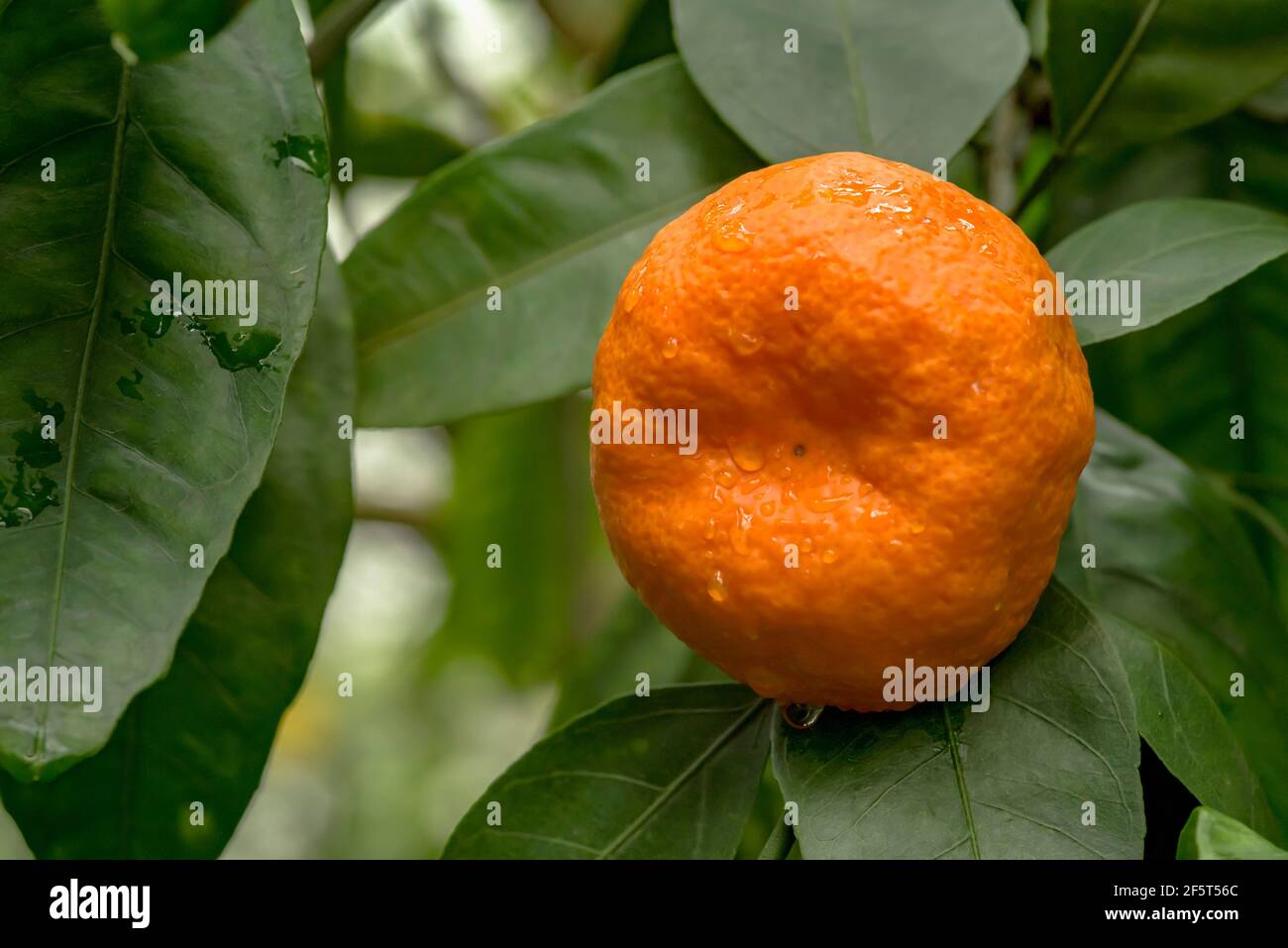 One tangerine hi-res stock photography and images - Alamy