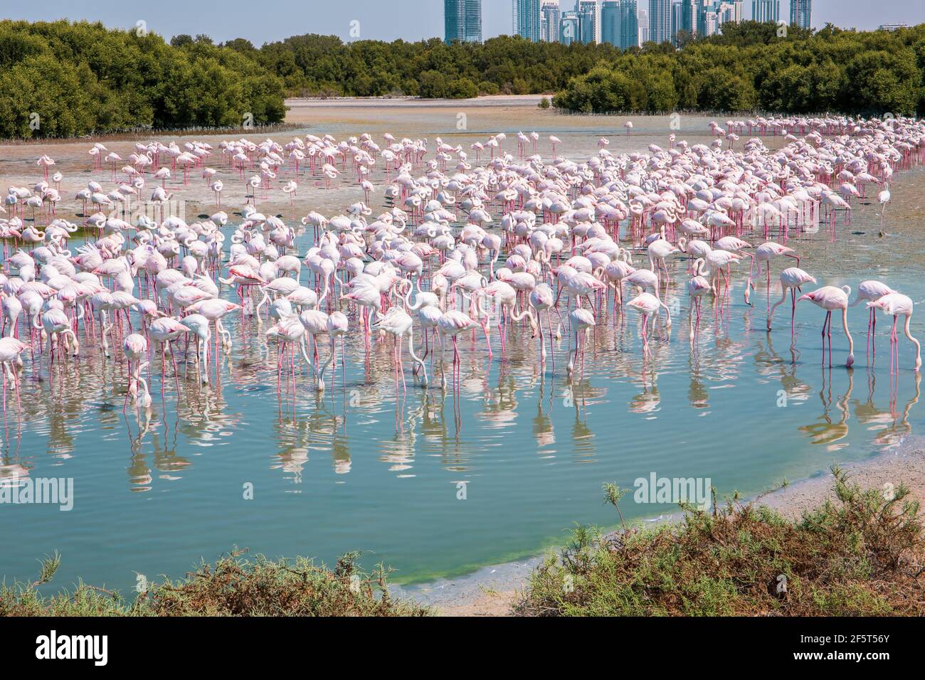 Bird sanctuary in ras al khor dubai hi-res stock photography and images ...