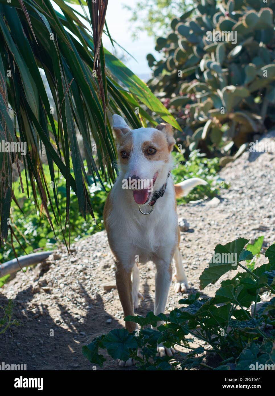 Skinny stray dog hi-res stock photography and images - Alamy