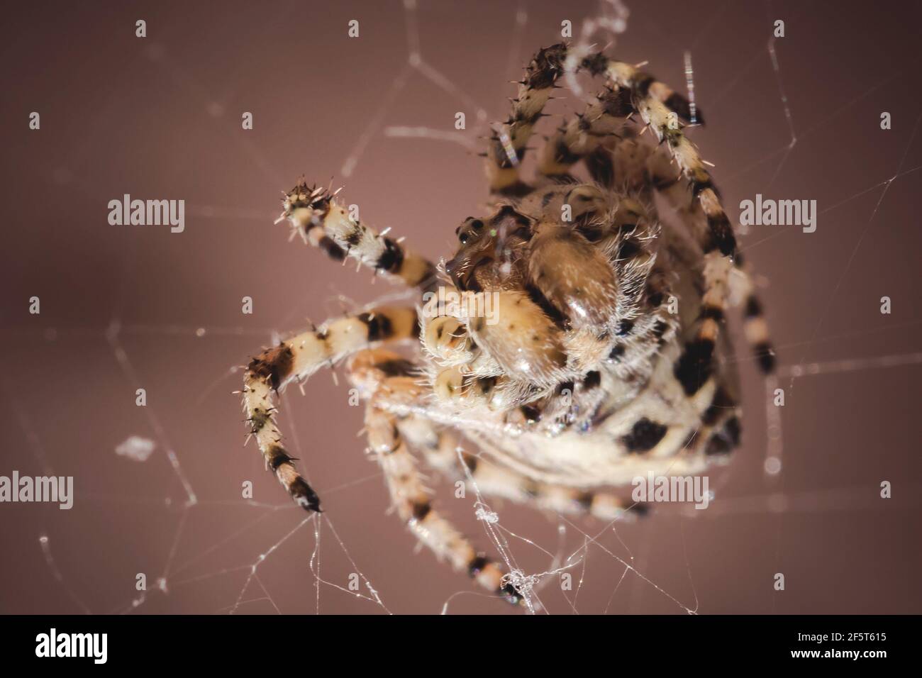 Beautiful little spider Stock Photo - Alamy
