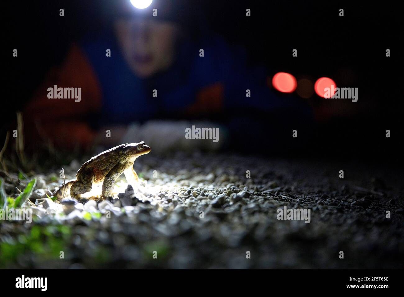 Boy with a headlamp looking at toad during rescue operation Stock Photo ...