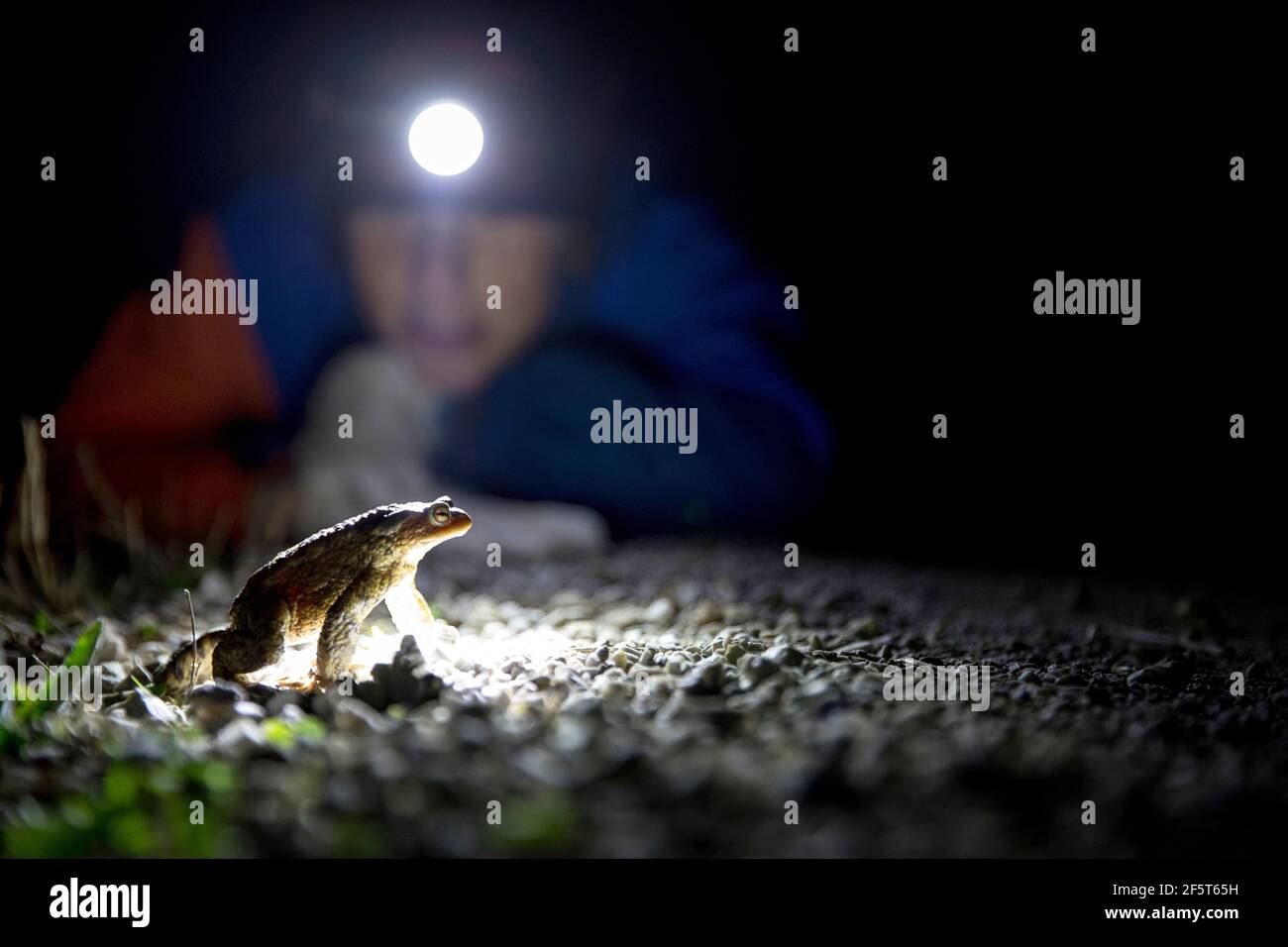 Boy with a headlamp looking at toad during rescue operation Stock Photo ...