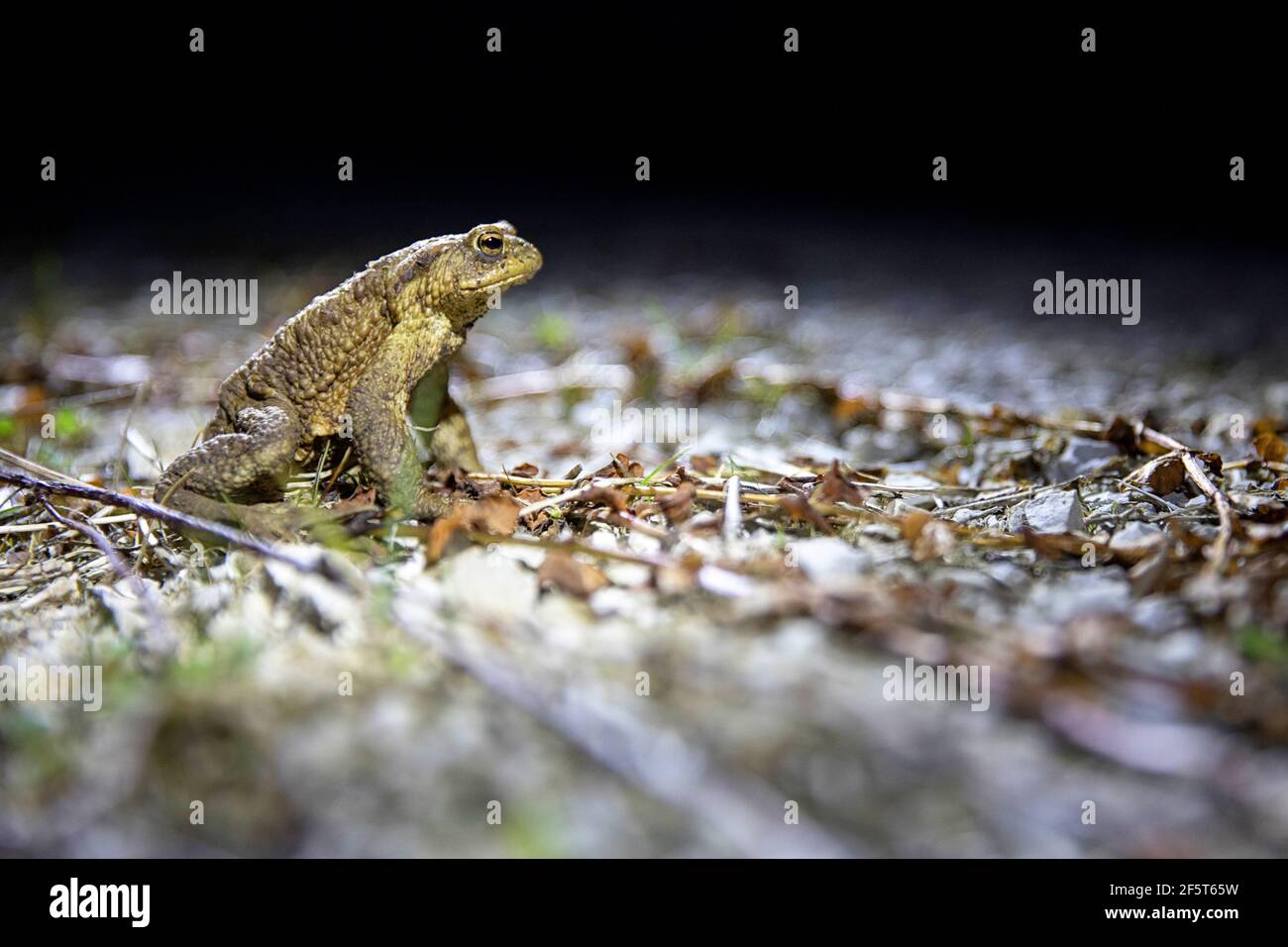 toad during rescue operation Stock Photo - Alamy