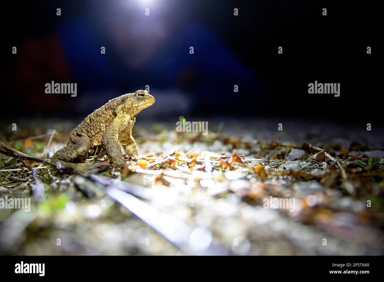 Boy with a headlamp looking at toad during rescue operation Stock Photo ...