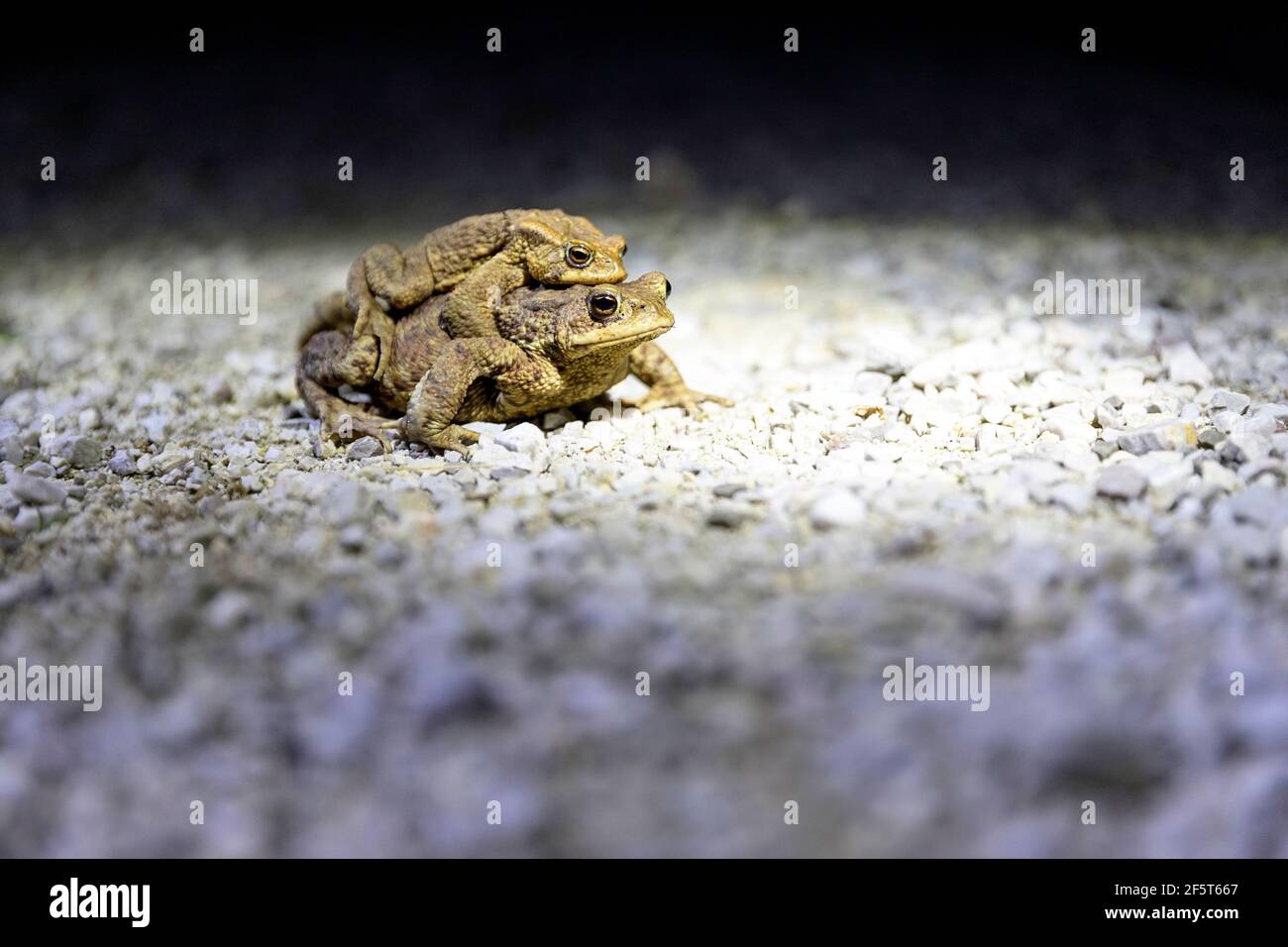 Common toads mating migration hi-res stock photography and images - Alamy