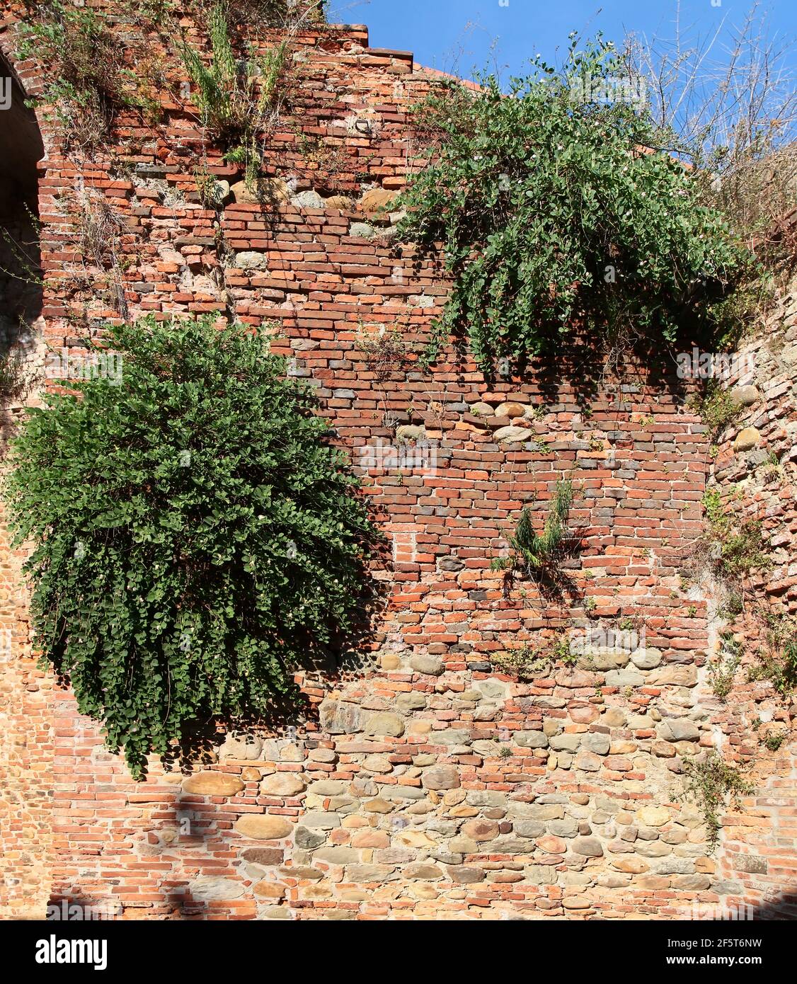 Wall of capers hi-res stock photography and images - Alamy