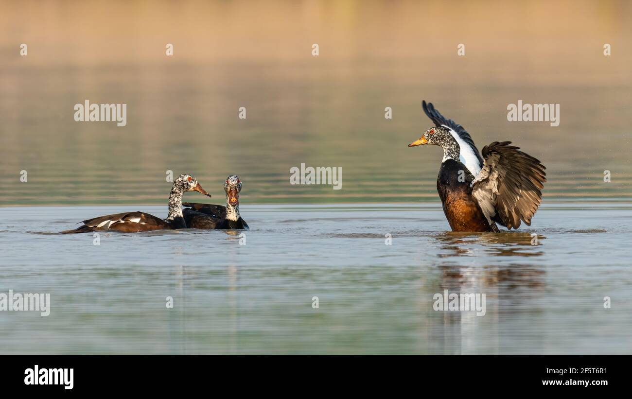 Male White-winged wood duck flapping its wings in front of two female ...