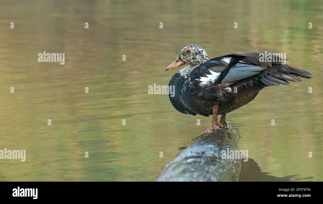 White winged wood duck hi-res stock photography and images - Alamy
