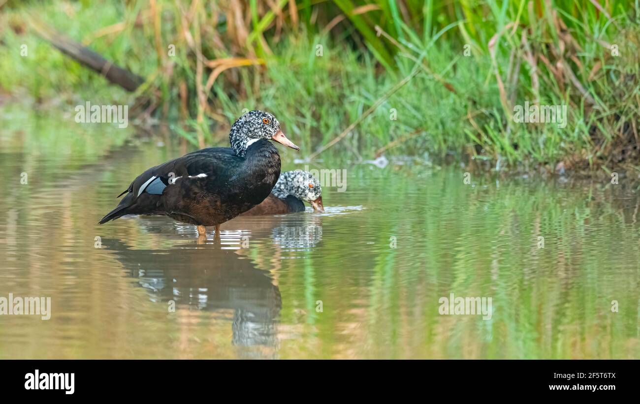 White winged wood duck hi-res stock photography and images - Alamy