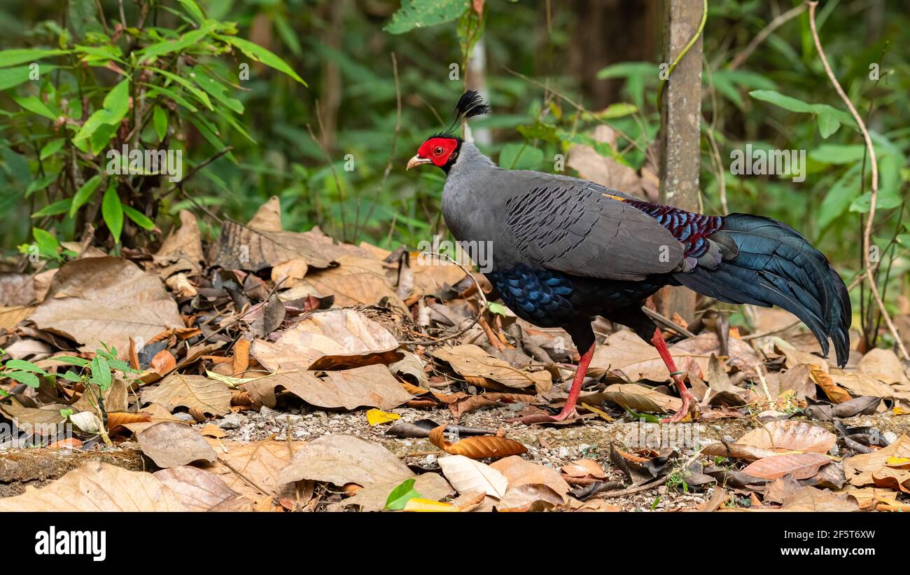 Colorful Siamese Fireback walking on leafy ground Stock Photo - Alamy