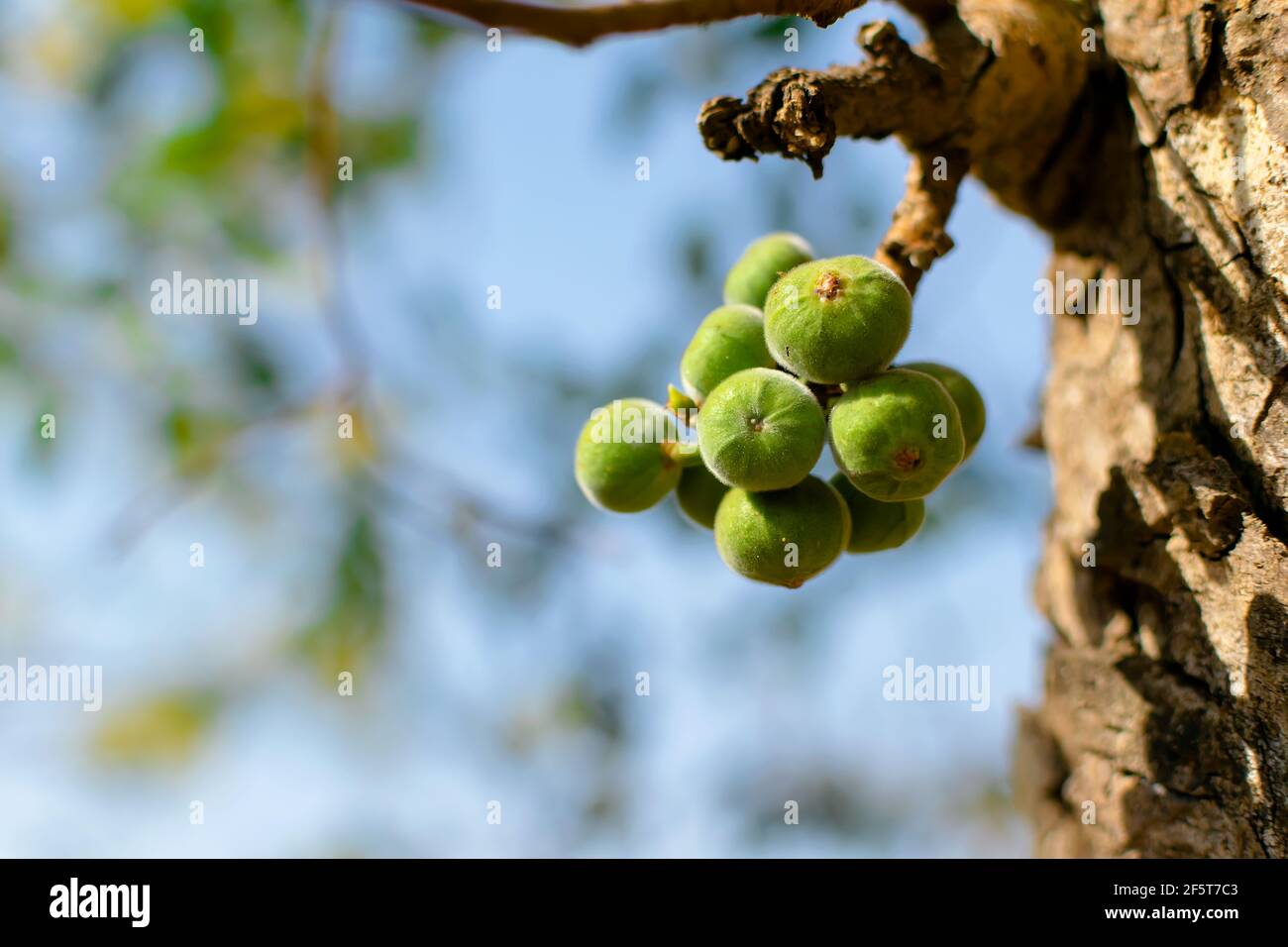The cluster of unripen fruits of Ficus racemosa also commonly known as ...