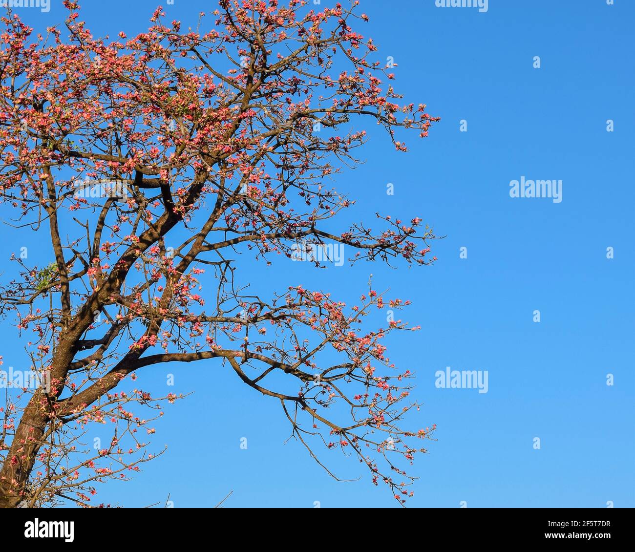 Kapok flower hi-res stock photography and images - Alamy