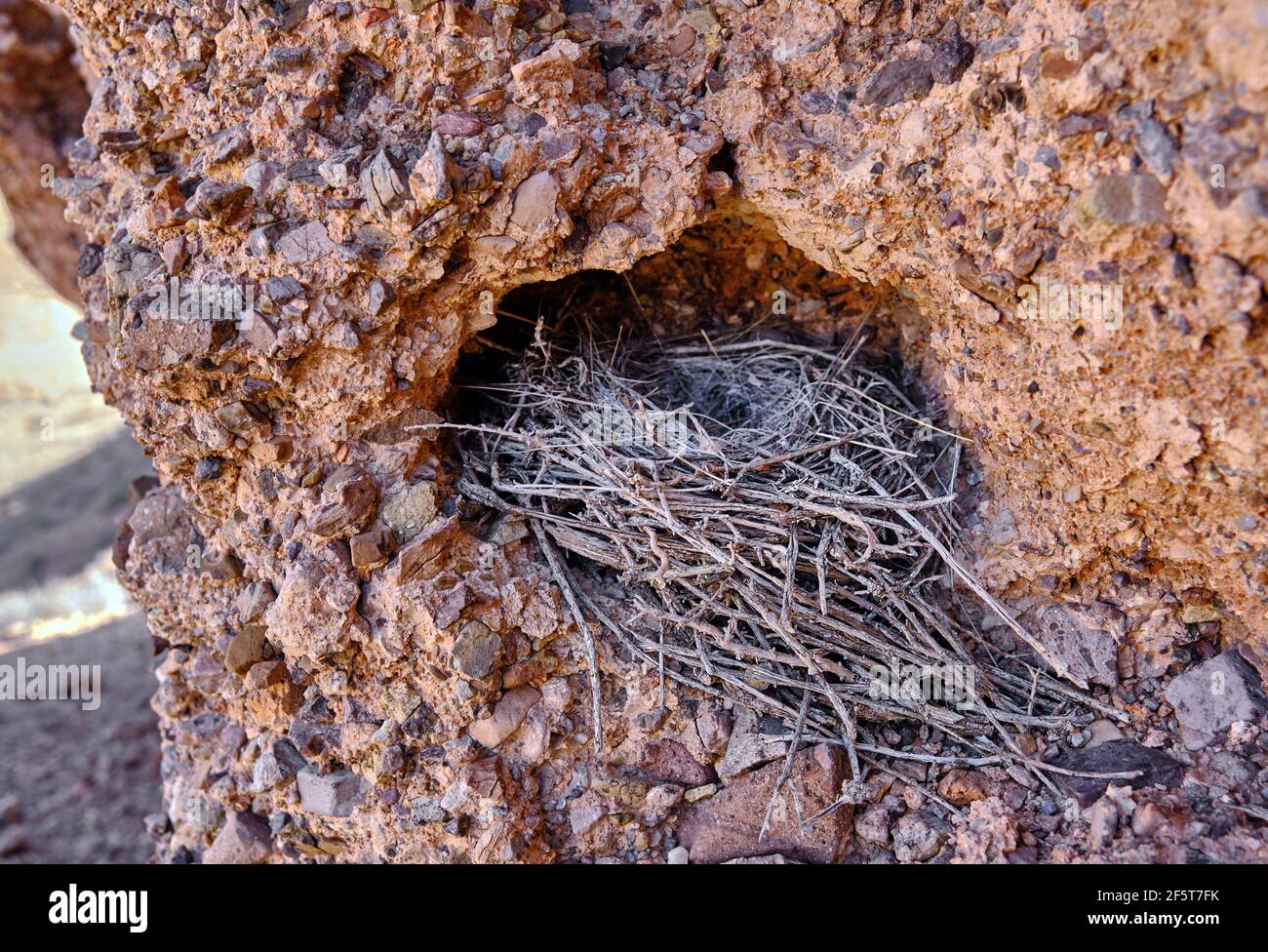 Bird nest in a spectacular sandstone cut Stock Photo - Alamy