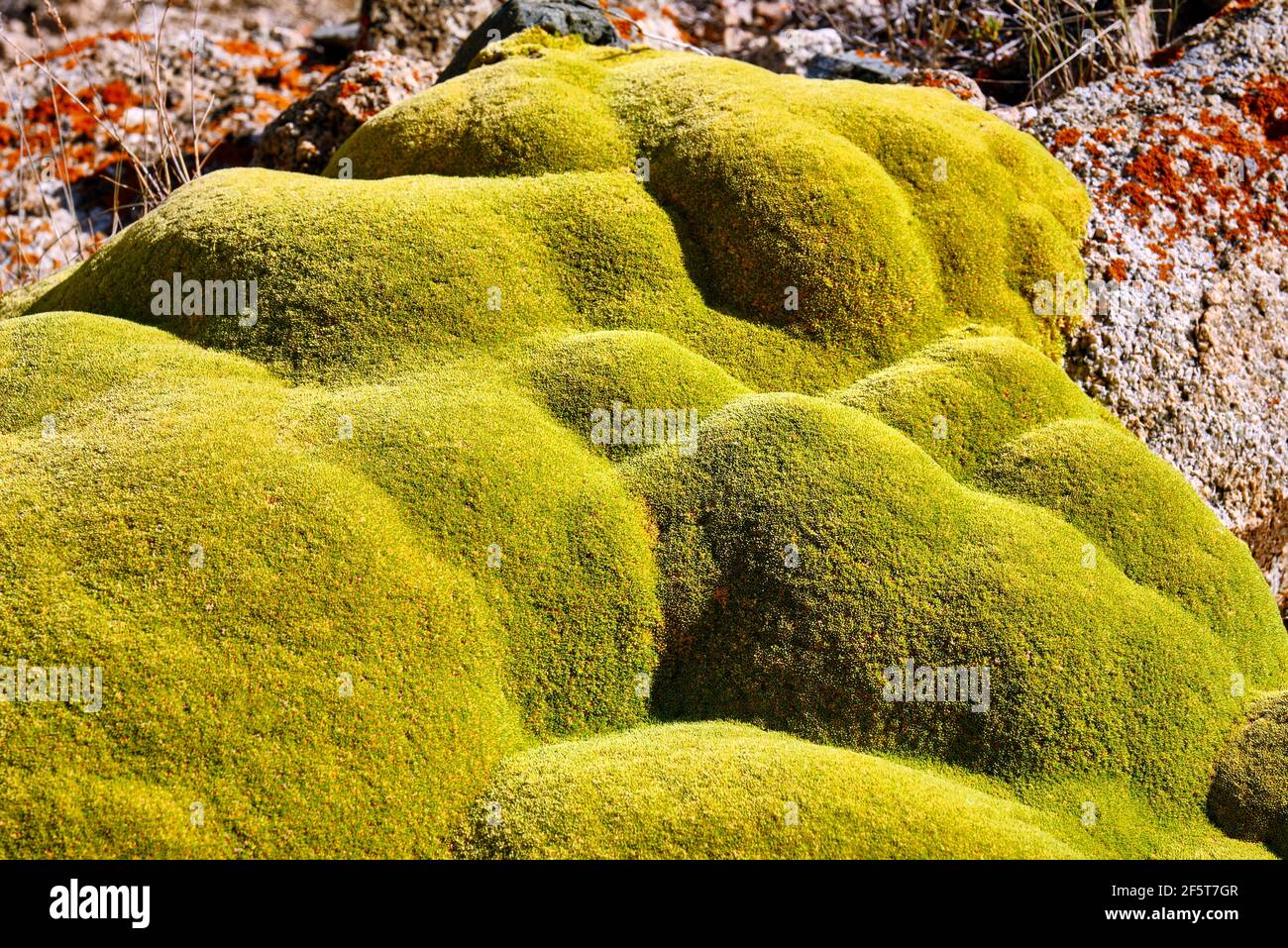 Moss texture in sunlight; a huge stone in the mountains abundantly ...