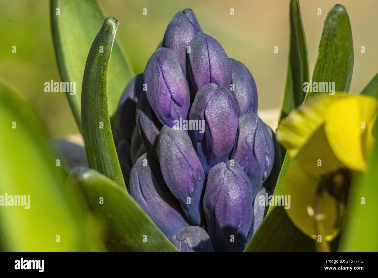 Macro Photo of Purple Hyacinth Flower Buds in Vivid Background. Inside ...